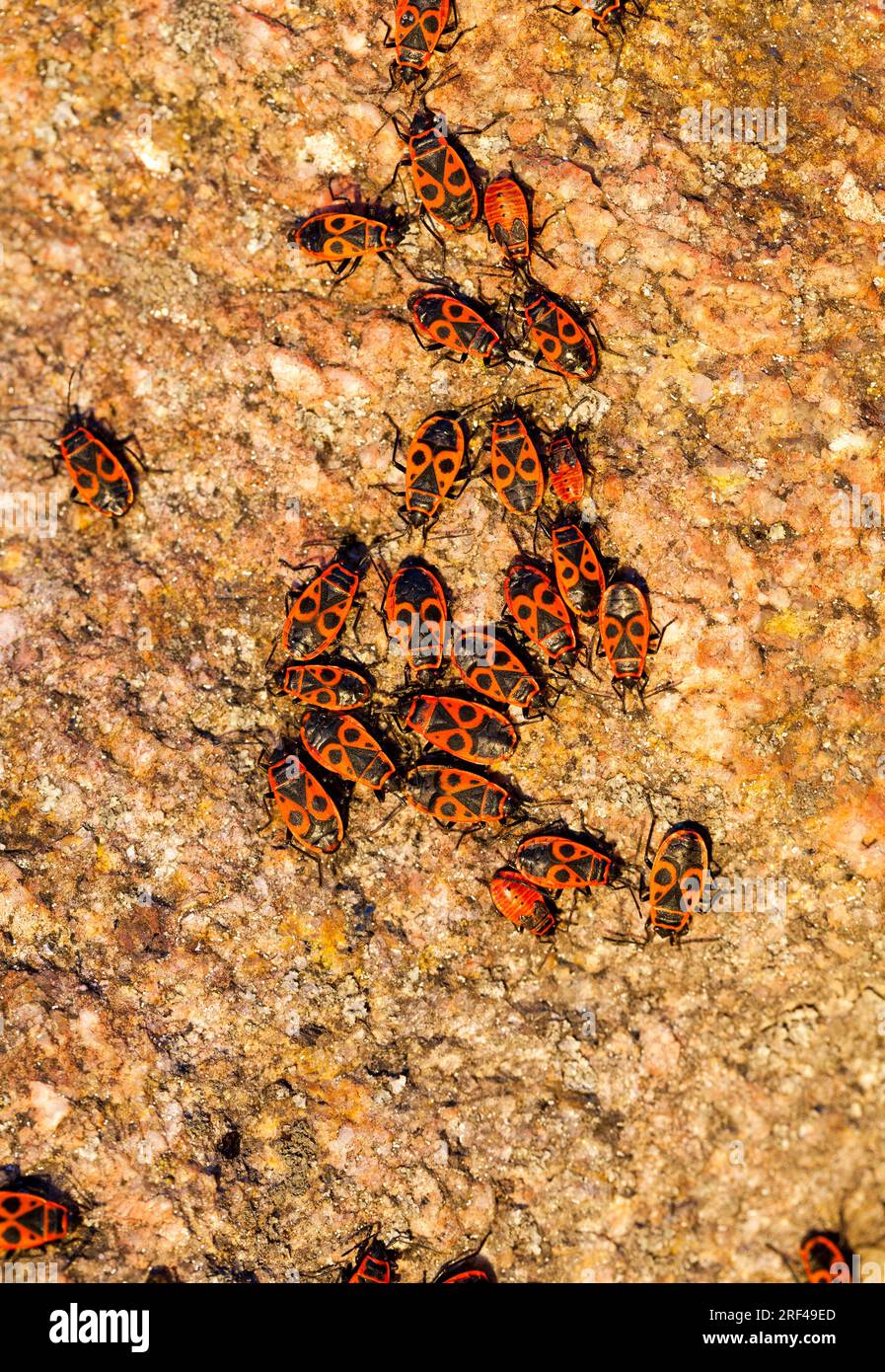 the structure of an ordinary stone of dark yellow color on which many ...