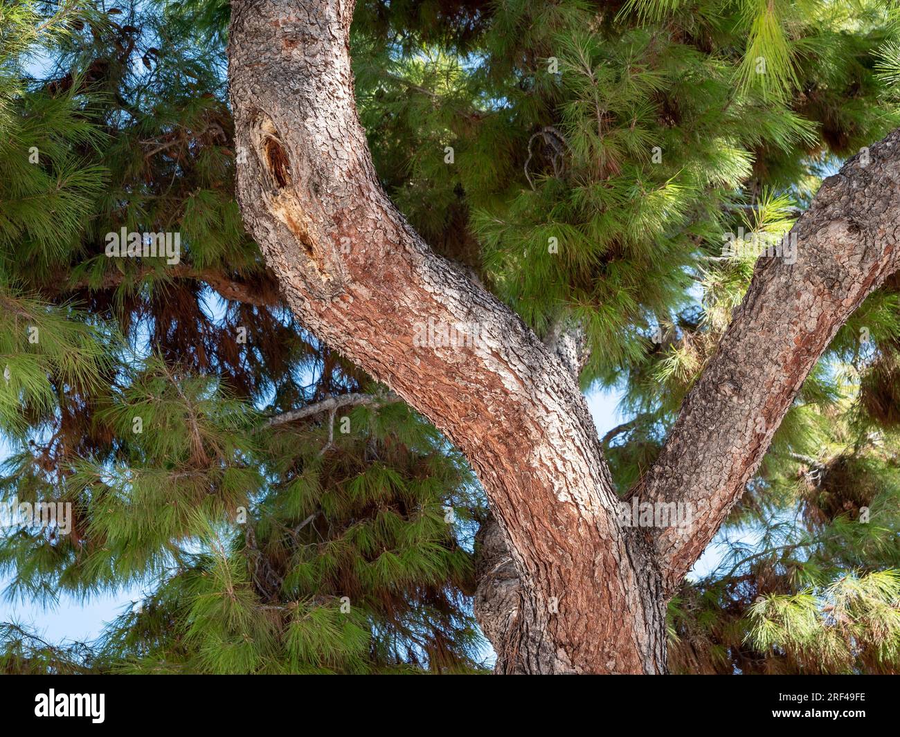Aleppo pine bark pinus halepensis hi-res stock photography and images ...