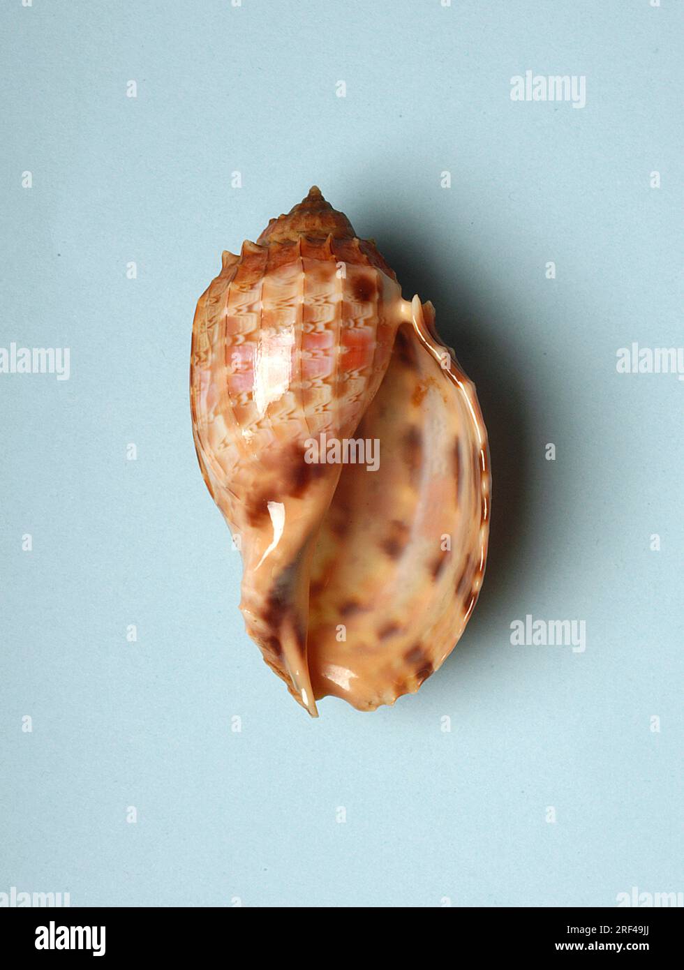 Harpidae hi-res stock photography and images - Alamy