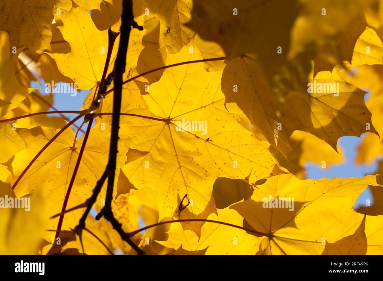 changing the color of maple in the autumn season, the foliage of the ...