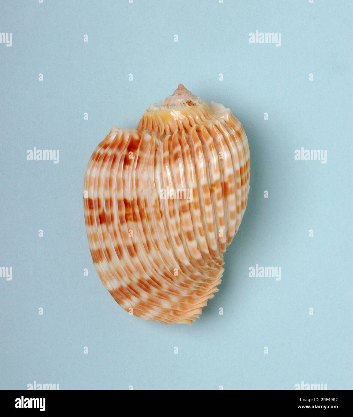 Harpidae hi-res stock photography and images - Alamy