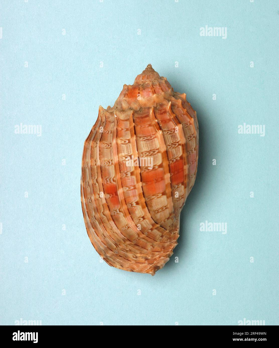 Harpa doris, Harpidae Stock Photo - Alamy