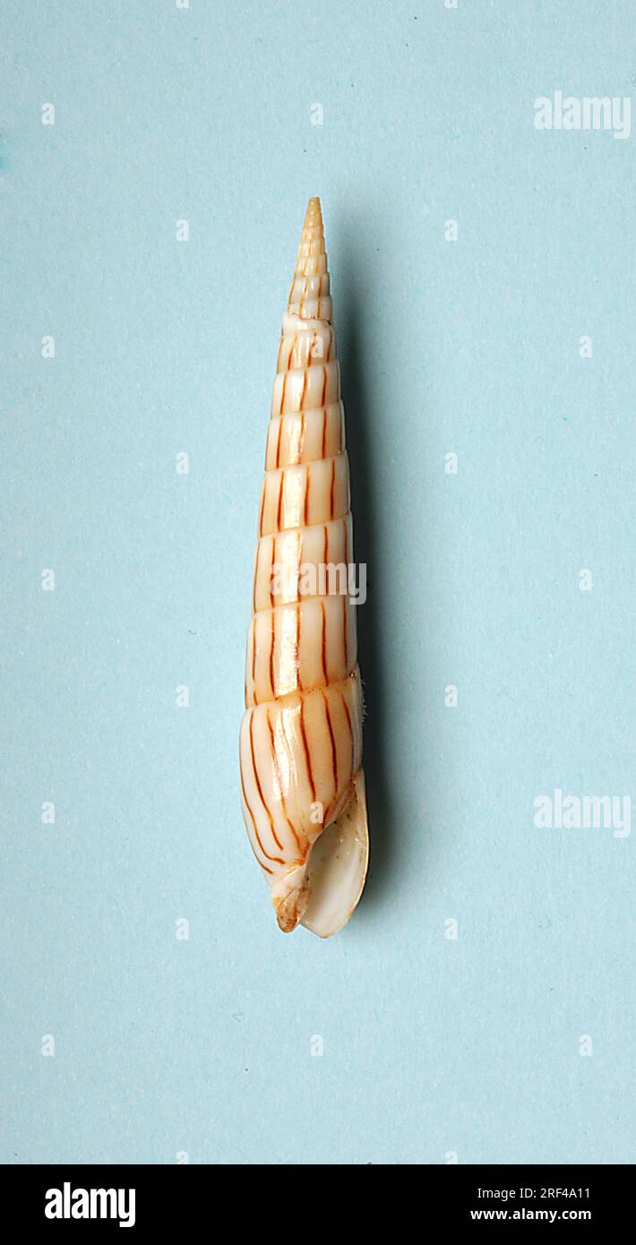 Hastula hi-res stock photography and images - Alamy