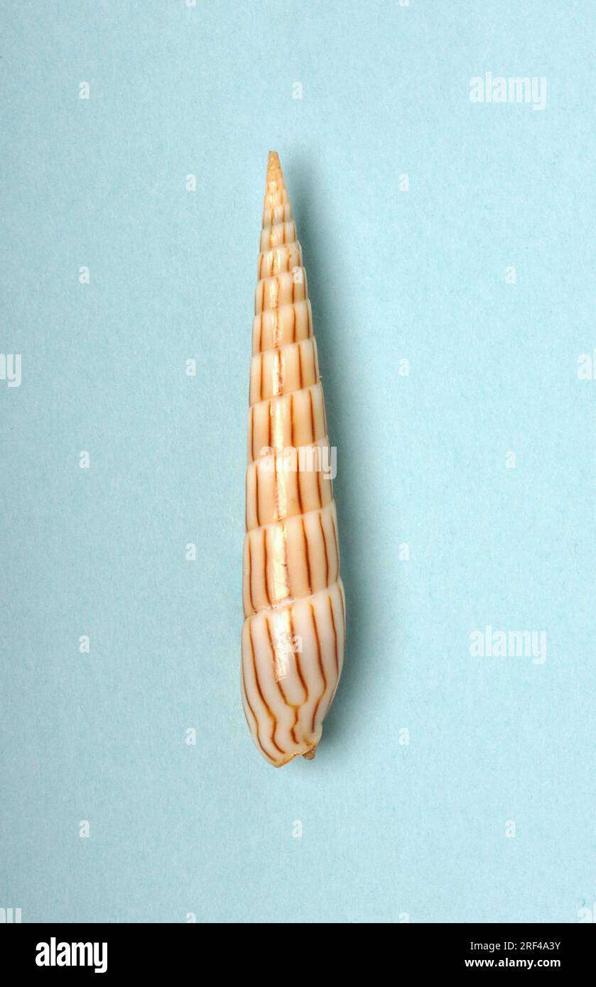 Hastula lancelata, Tenebridae Stock Photo - Alamy