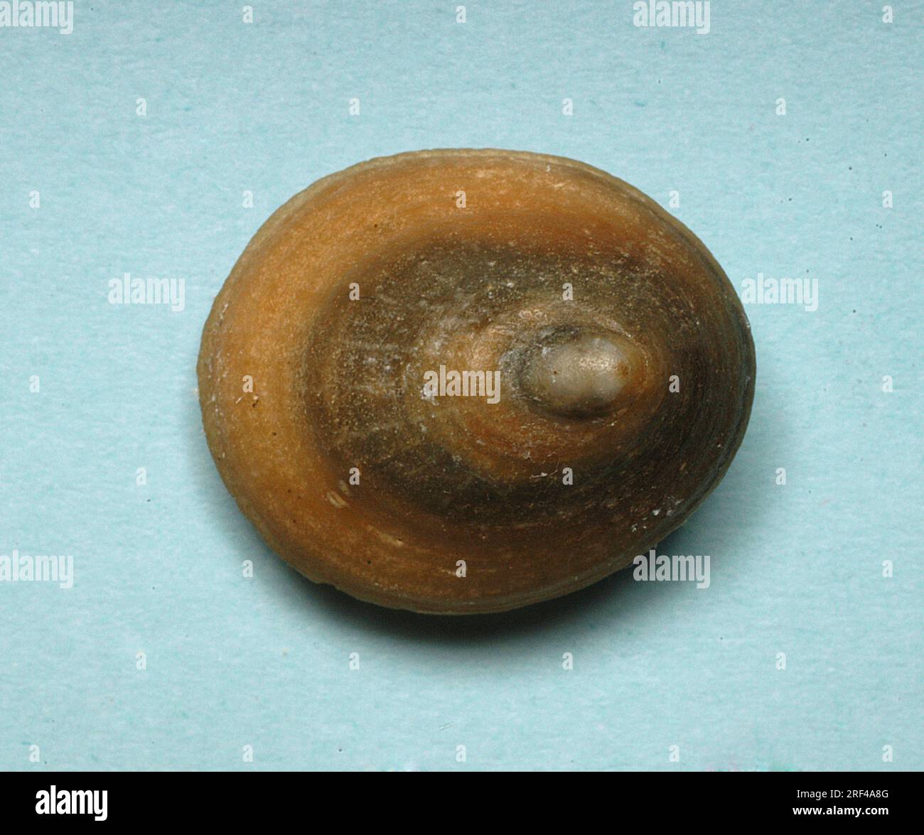 Patella pellucida, Patellidae Stock Photo - Alamy