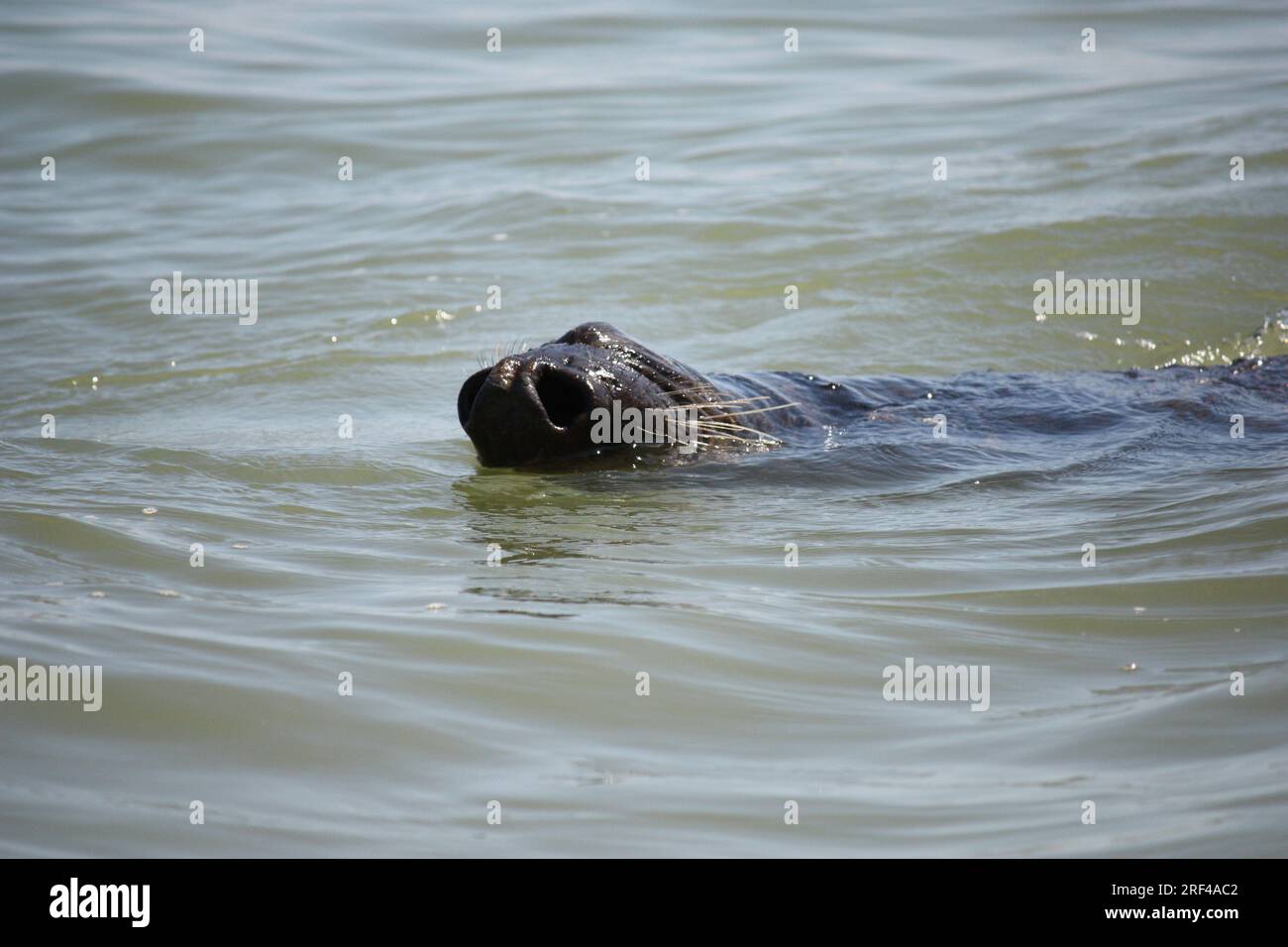 A seal lies on its back and sticks its nose into the air Stock Photo ...