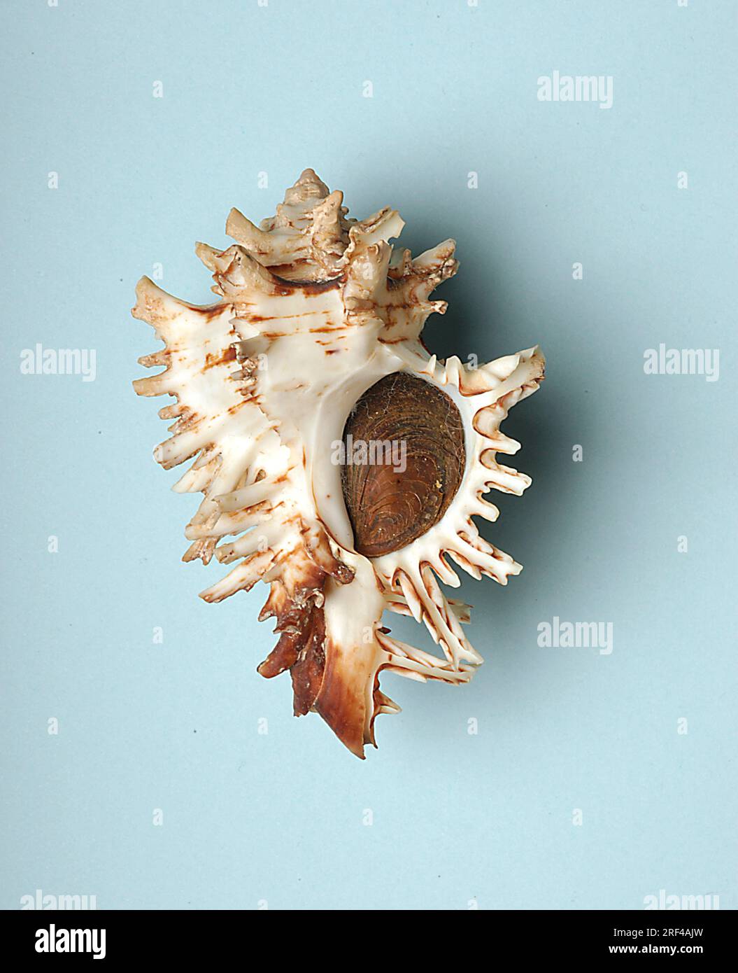 Hexaplex hi-res stock photography and images - Alamy