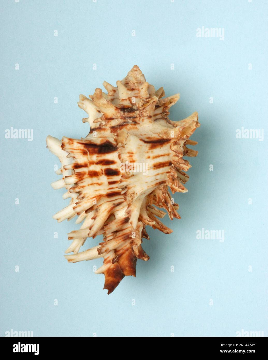 Hexaplex hi-res stock photography and images - Alamy