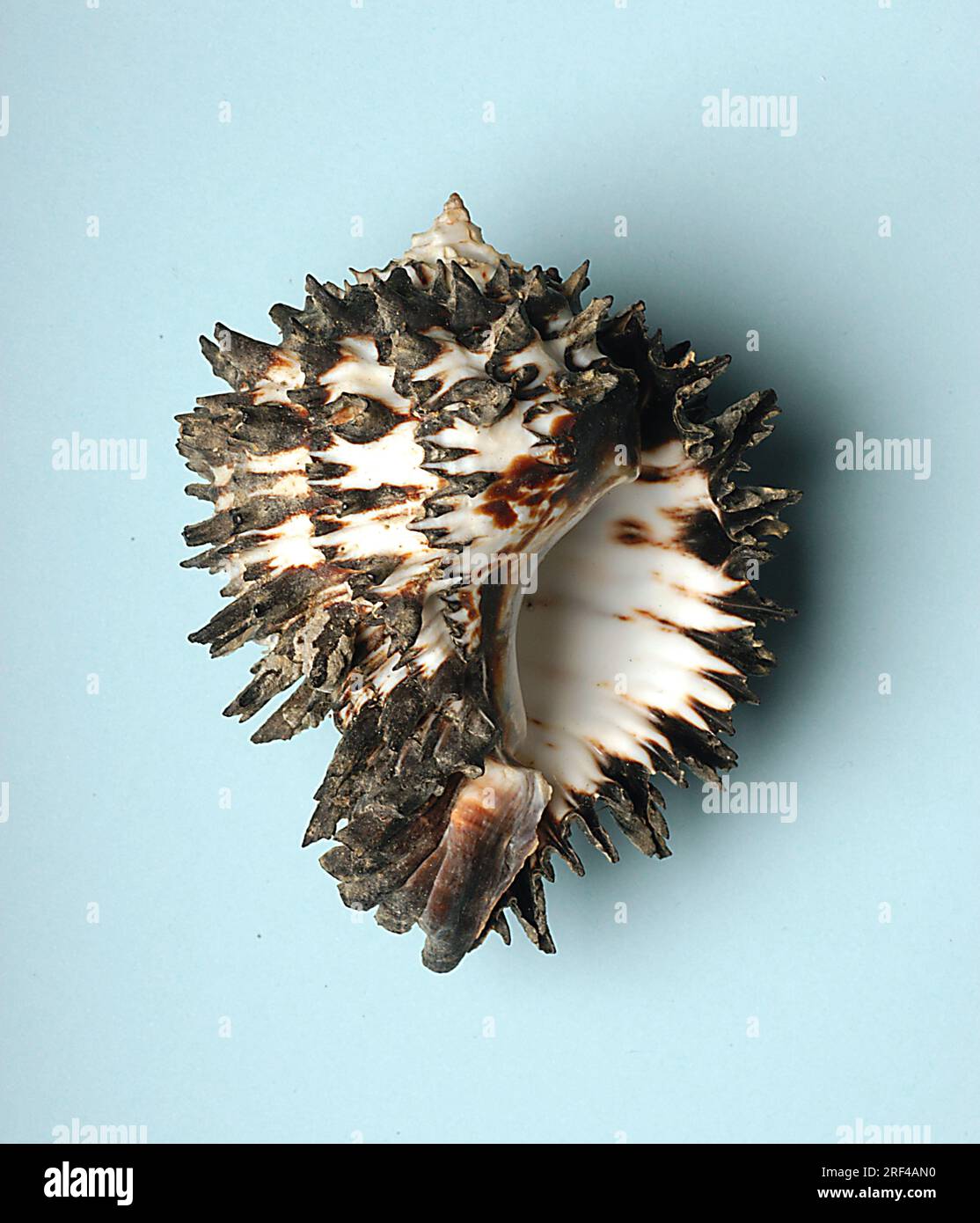 Muricanthus radix, Muricidae Stock Photo - Alamy