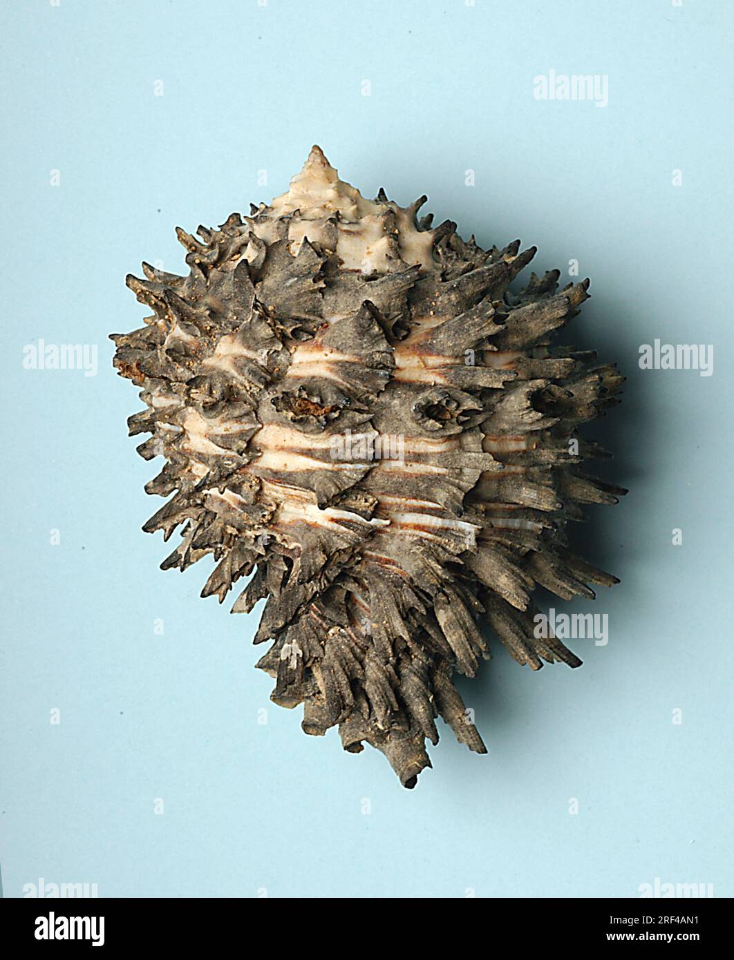 Muricanthus radix hi-res stock photography and images - Alamy