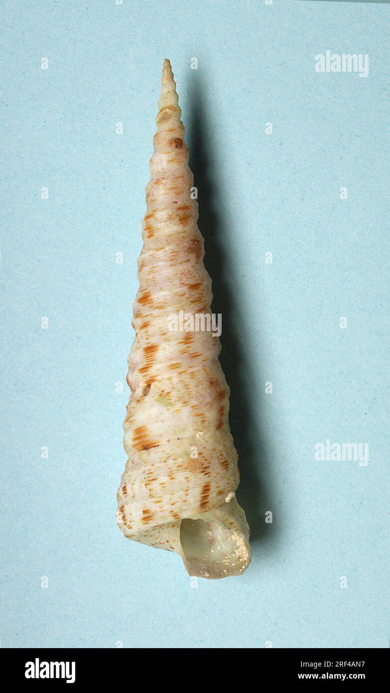Mesalia opalina, Turritellidae Stock Photo - Alamy