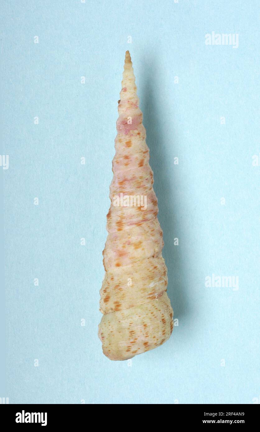 Turritellidae shell hi-res stock photography and images - Alamy