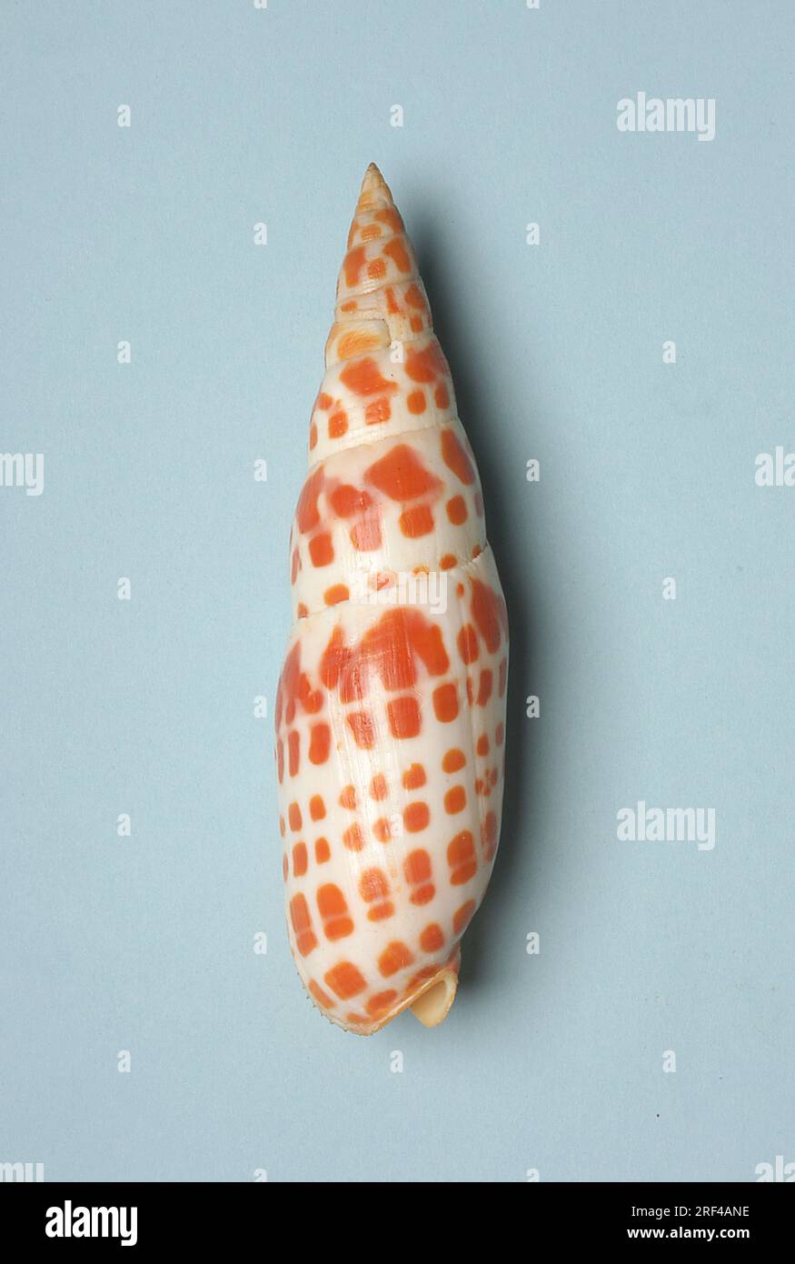 Mitra shells hi-res stock photography and images - Alamy