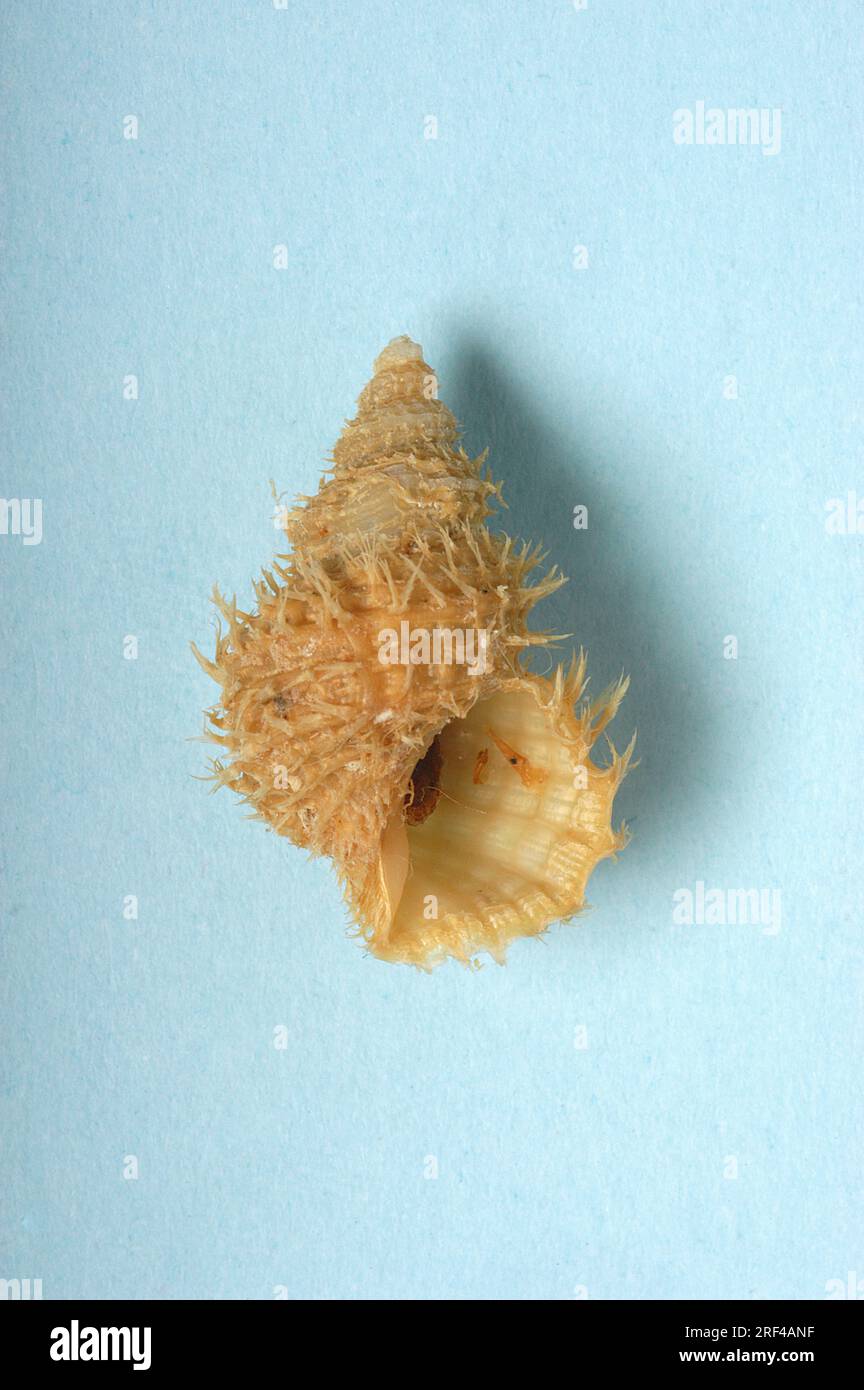 Capulidae hi-res stock photography and images - Alamy