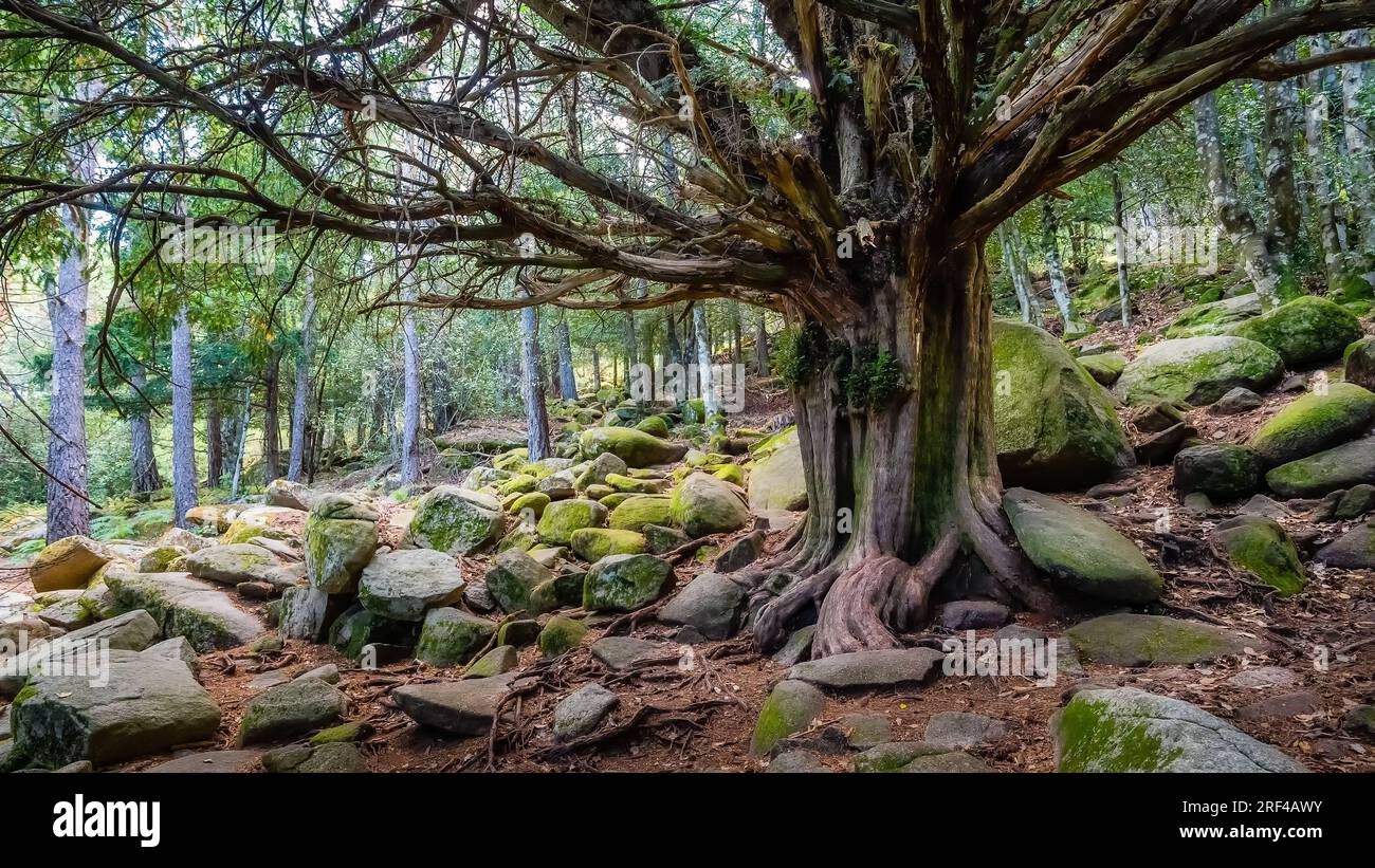 Impressive millenary yew in an enchanted forest in the Sierra de ...