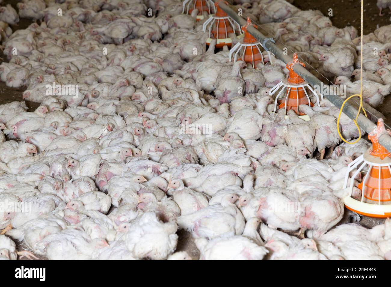white broiler chicken chicks are raised to generate financial income ...