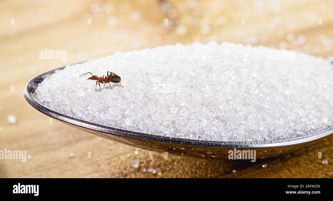 House ants, walking around the house, red ant on the floor eating dirt ...