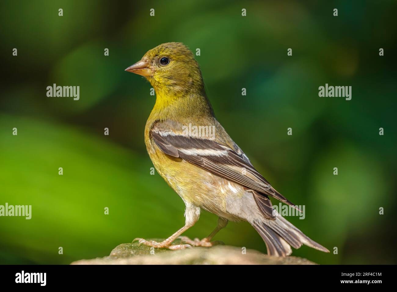 Western tanager bird female hi-res stock photography and images - Alamy
