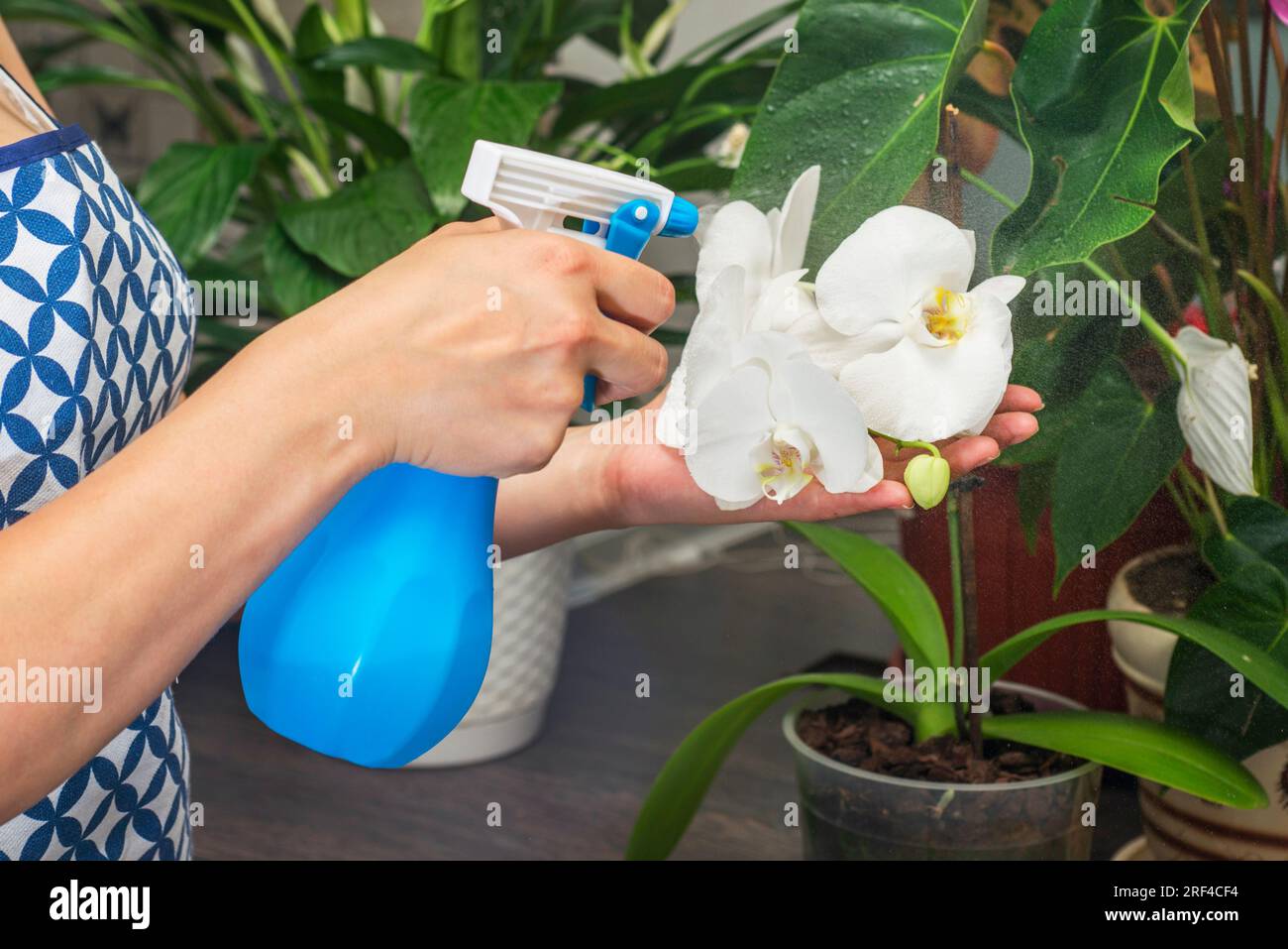 Housewife is spraying orchid flower with pure water from a spray bottle ...