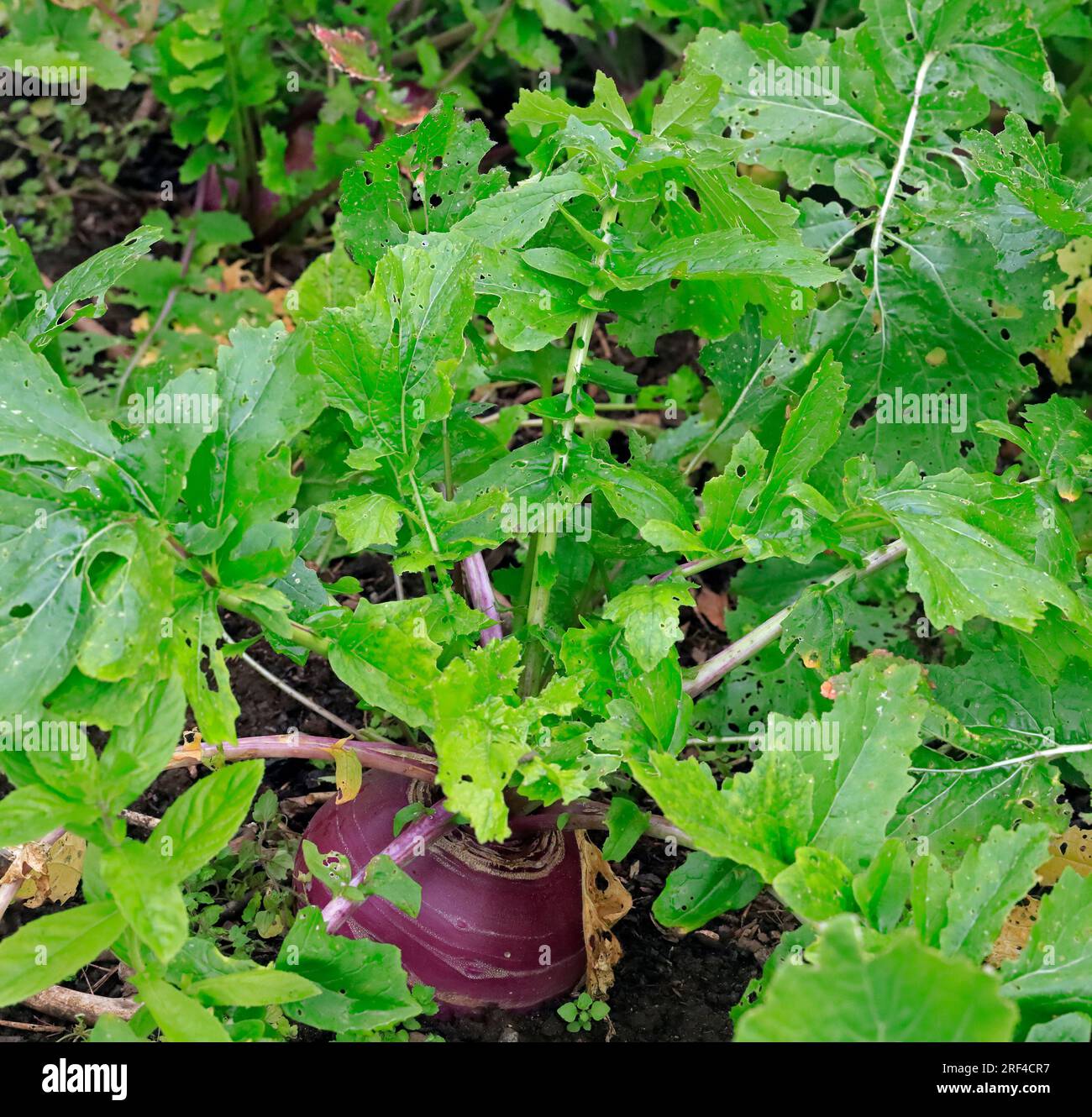 Rwden hi-res stock photography and images - Alamy