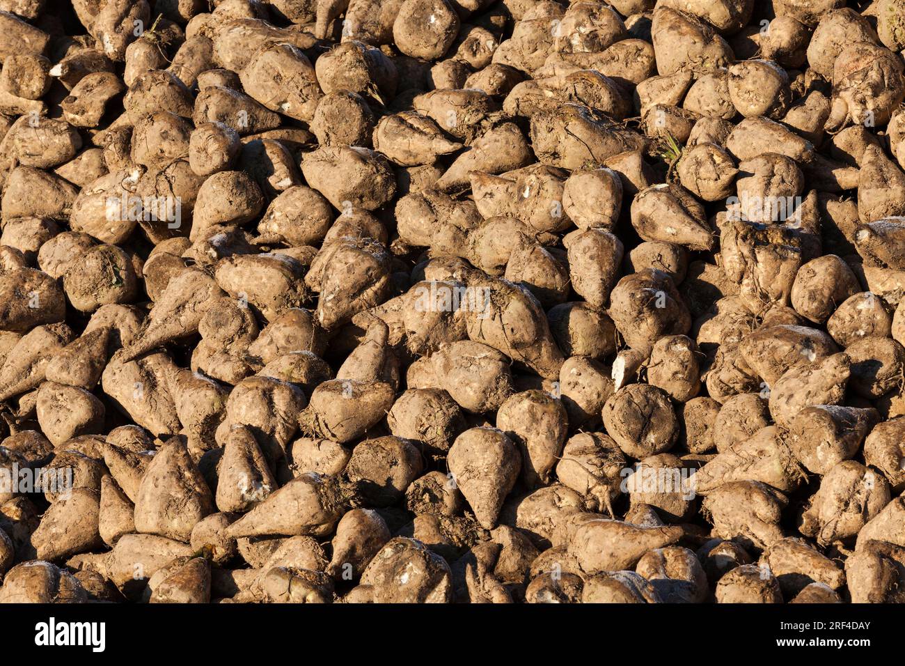 piled beets that are used for sugar production, an agricultural field ...