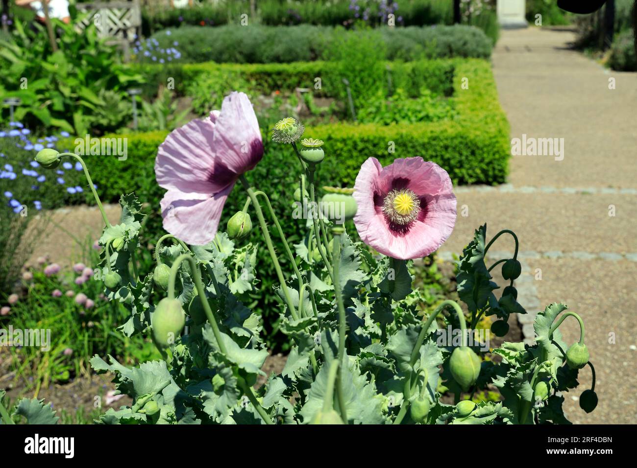 Dwarf breadseed poppy hi-res stock photography and images - Alamy