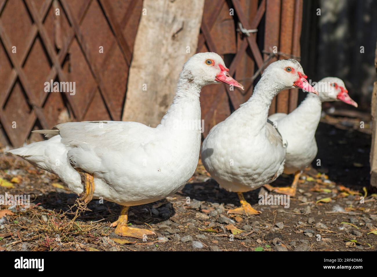 Group of healthy white ducks in a farm for domestic agriculture concept ...