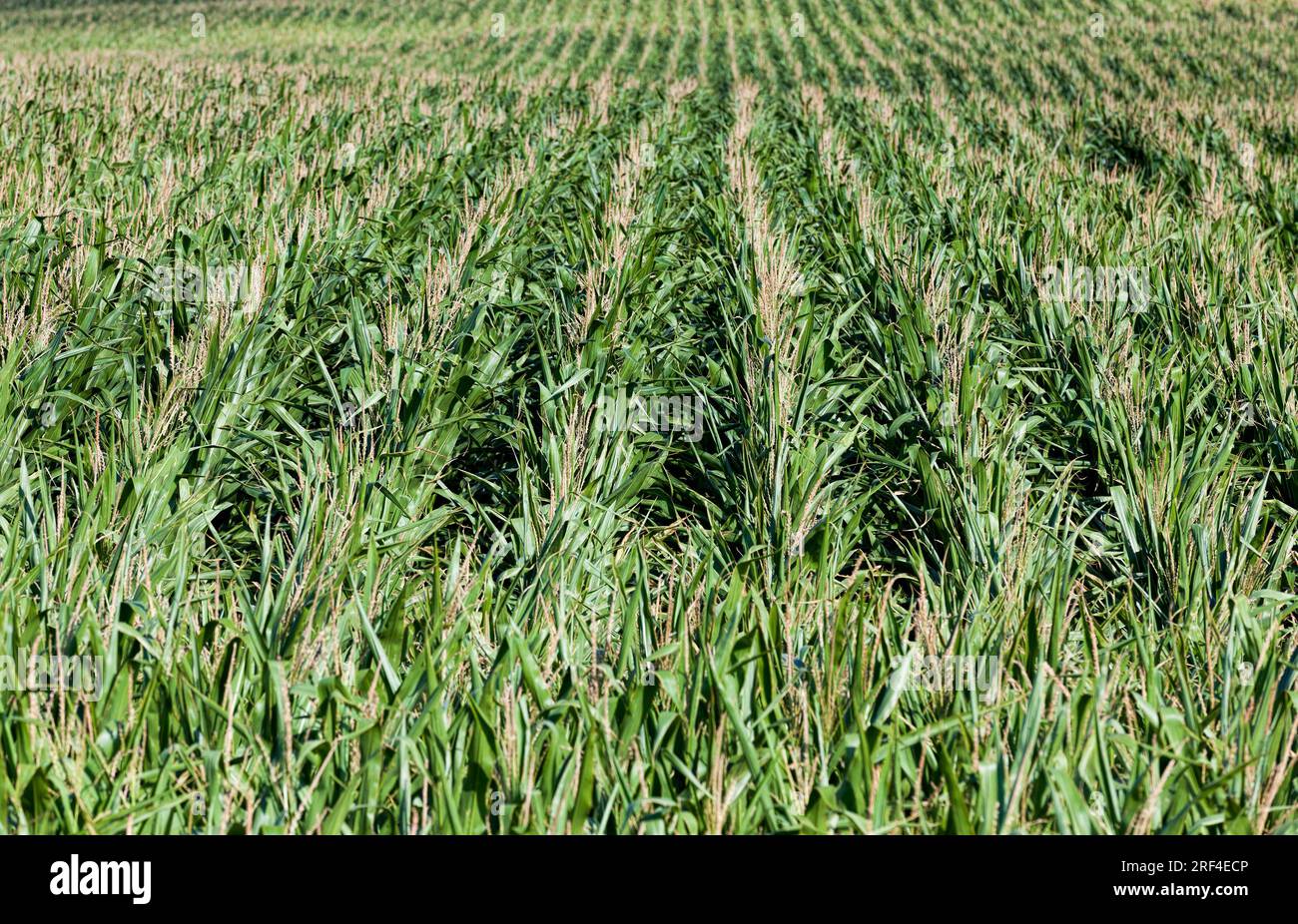 agricultural field where green corn grows on warm summer days ...