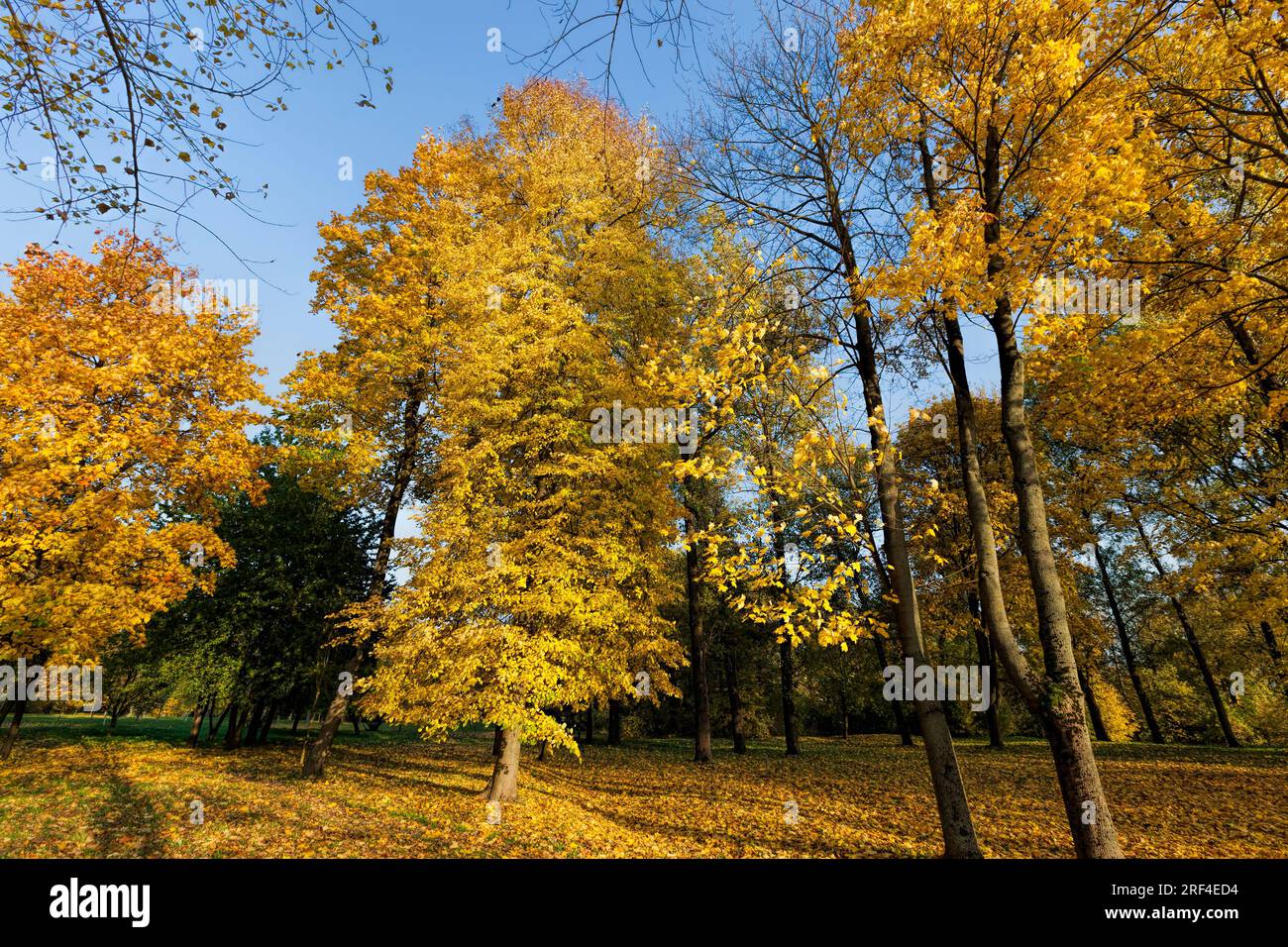 autumn tree with foliage that changed color in the autumn season ...