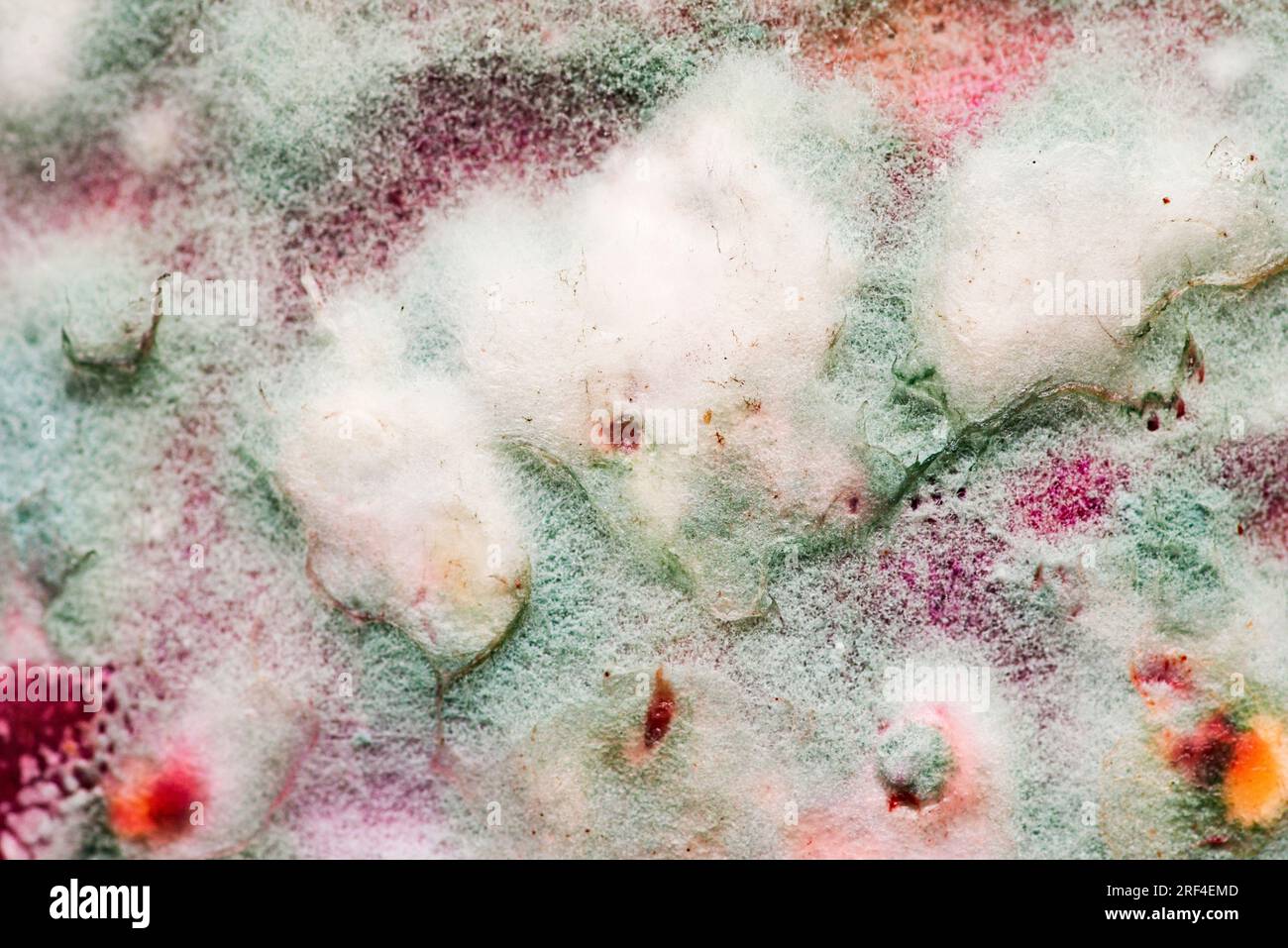 Rotten food rot mold hi-res stock photography and images - Alamy