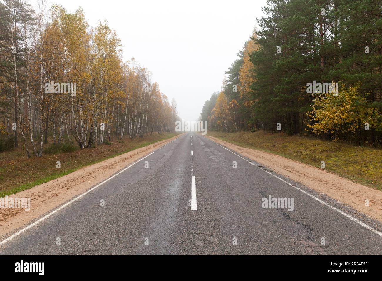 autumn road with deciduous trees growing on the roadsides with falling ...