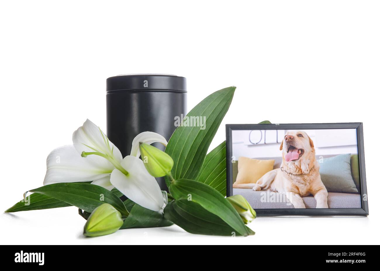 Frame with picture of dog, mortuary urn and beautiful lily flowers on ...