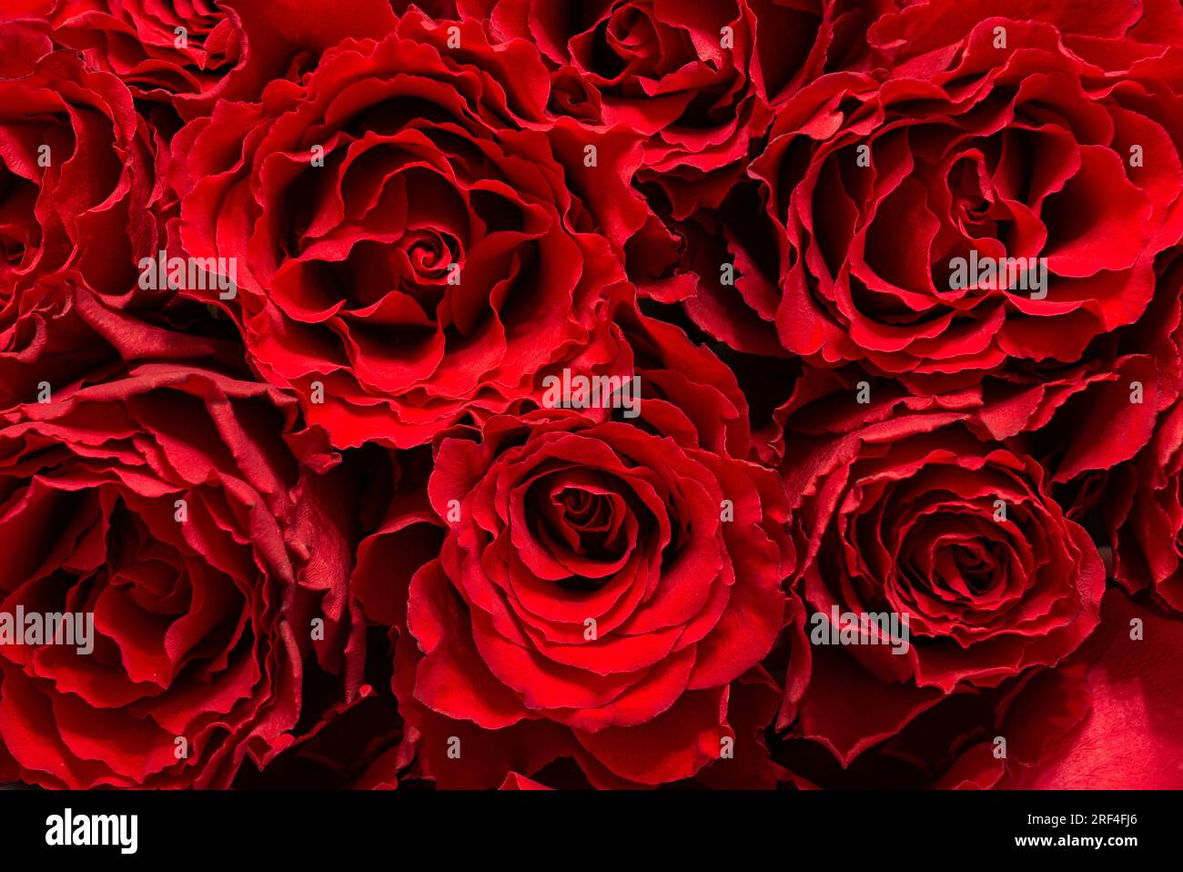 Rose buds wallpaper background hi-res stock photography and images - Alamy