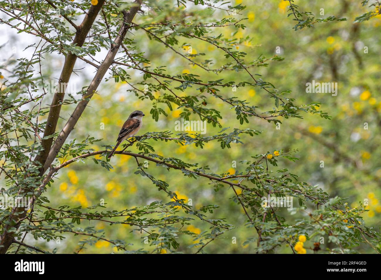 A Red Backed Shrike resting on a tree Stock Photo - Alamy