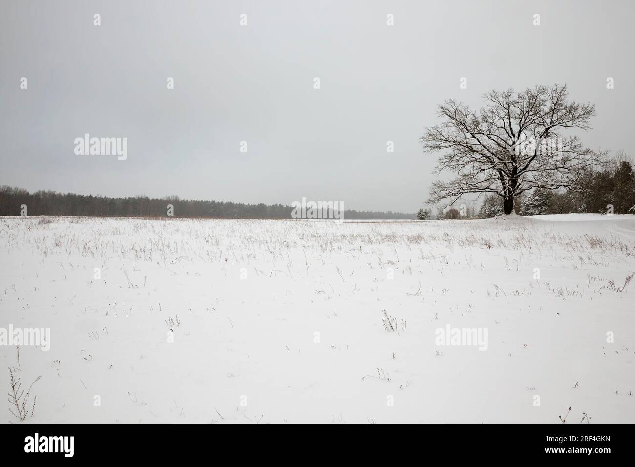 one lone tree growing in a desert area, the tree is tall and stands out ...