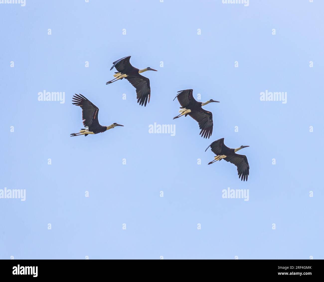 Four Woolly neck Stork flying Stock Photo - Alamy