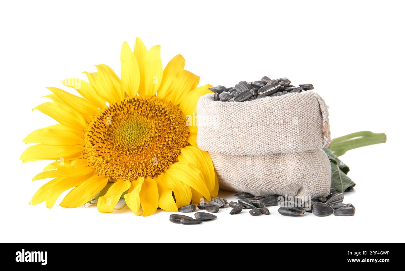 Beautiful sunflower and sack bag with seeds on white background Stock ...