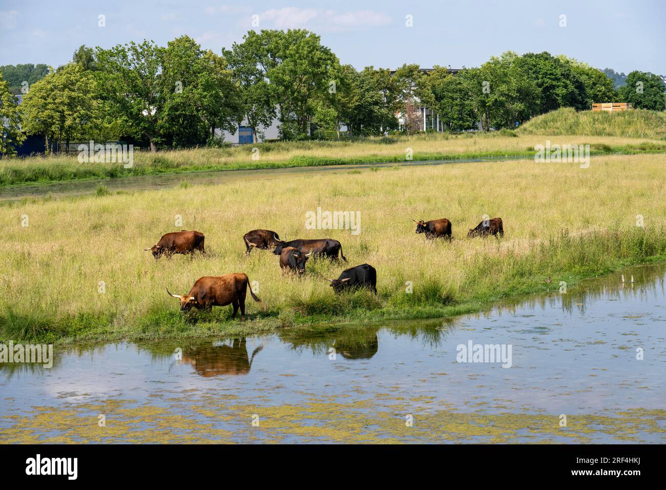 Hecker cattle herd in the Kiebitzwiese nature reserve, on the territory ...