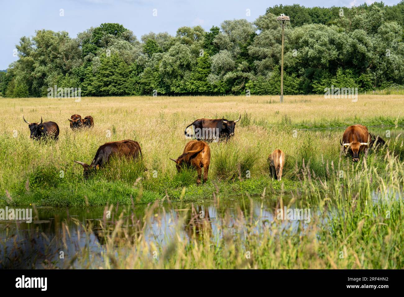 Hecker cattle herd in the Kiebitzwiese nature reserve, on the territory ...