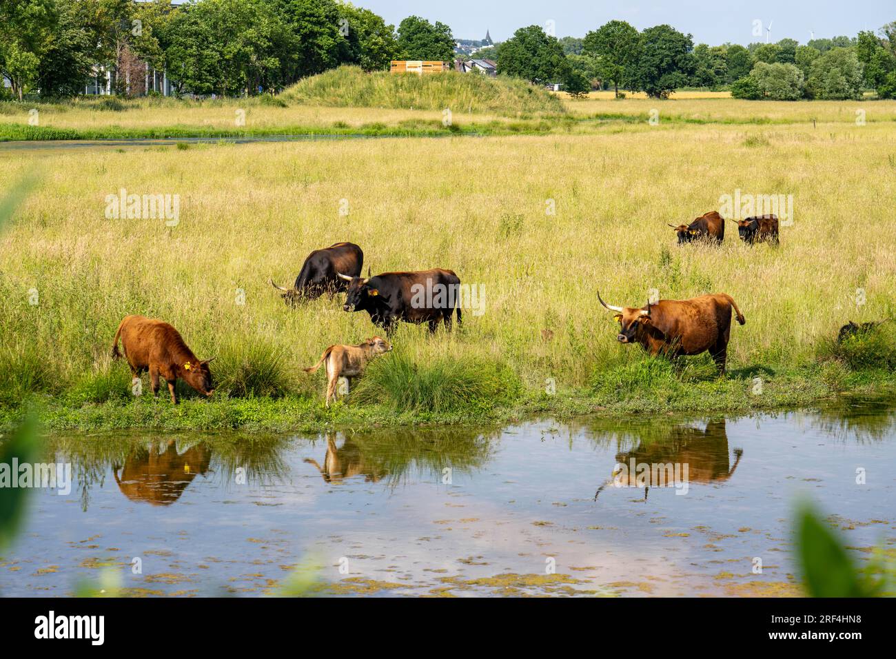 Hecker cattle herd in the Kiebitzwiese nature reserve, on the territory ...