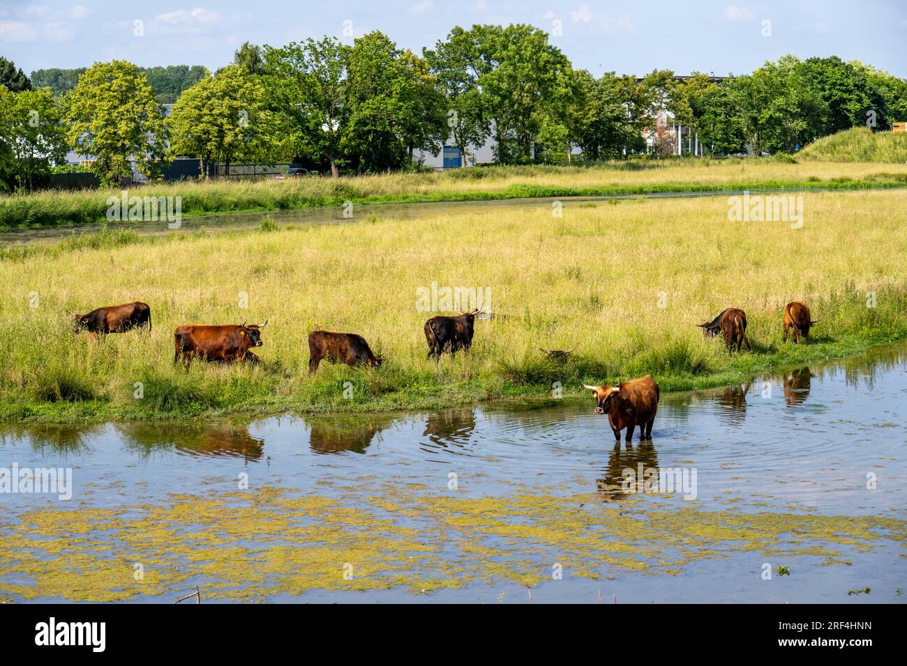 Hecker cattle herd in the Kiebitzwiese nature reserve, on the territory ...