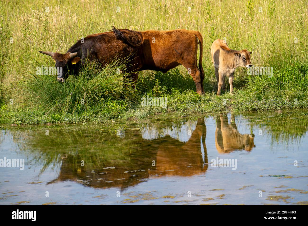 Hecker cattle herd in the Kiebitzwiese nature reserve, on the territory ...