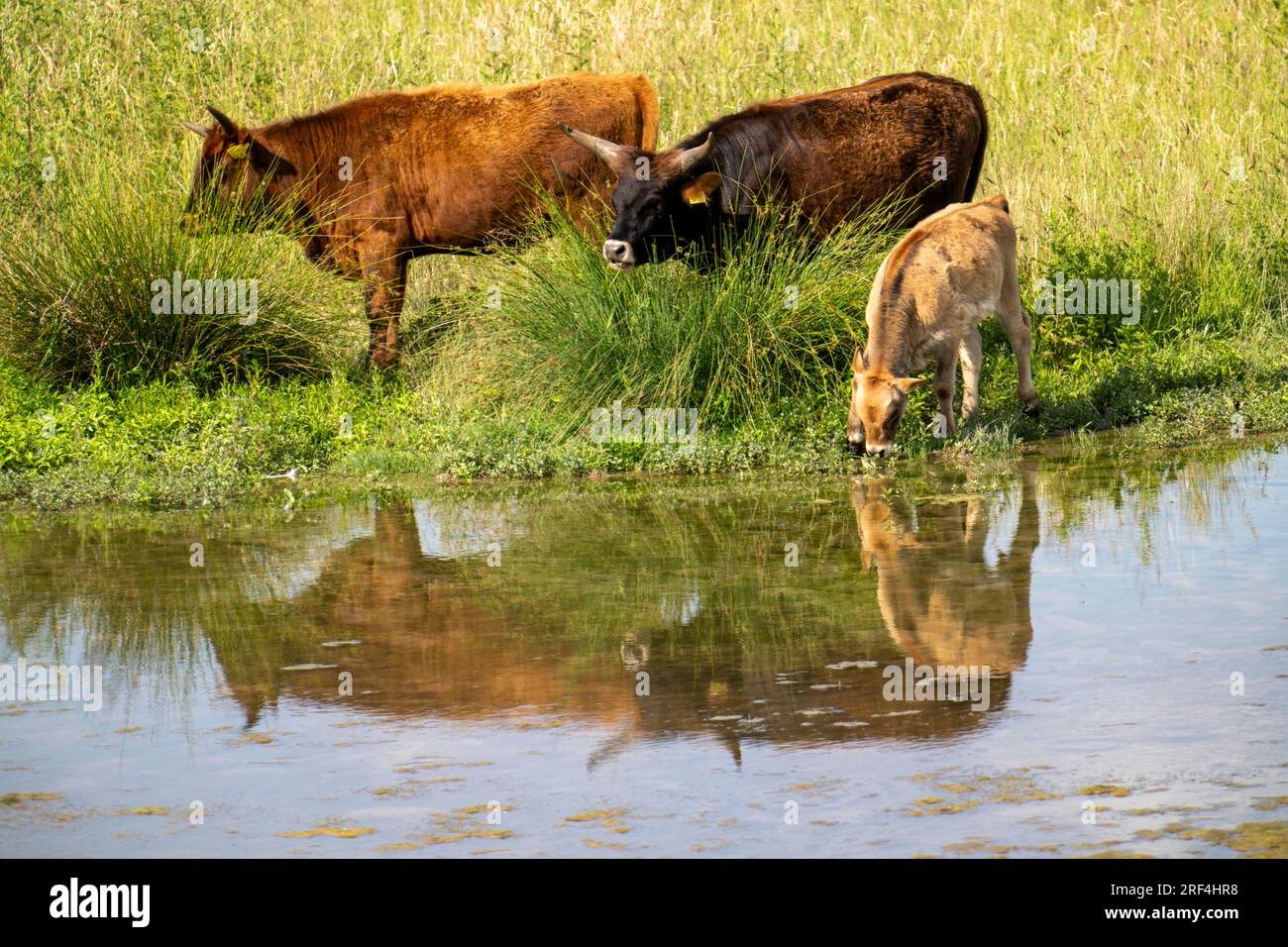 Hecker cattle herd in the Kiebitzwiese nature reserve, on the territory ...