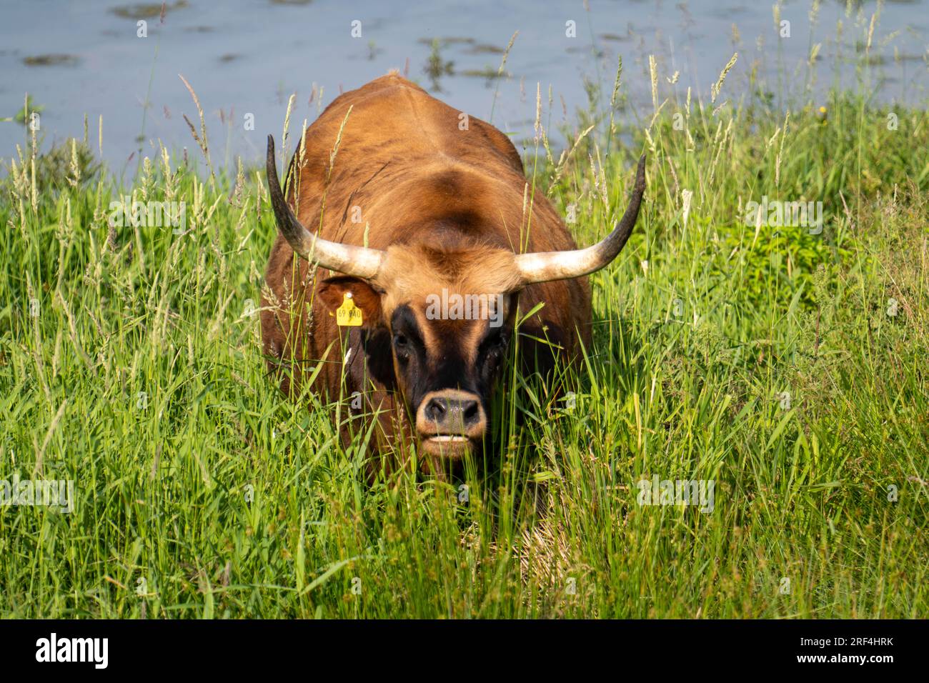 Hecker cattle herd in the Kiebitzwiese nature reserve, on the territory ...