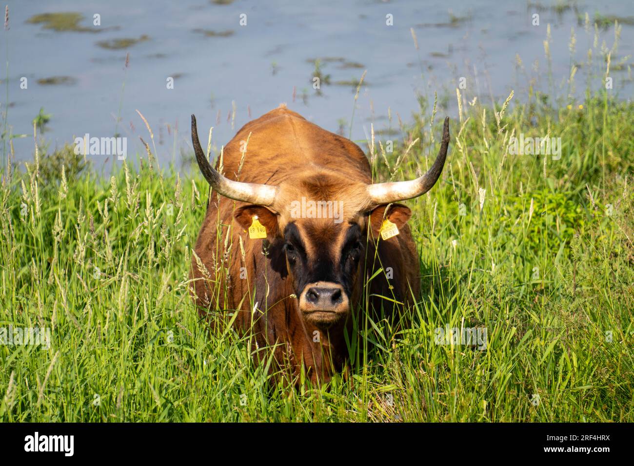 Hecker cattle herd in the Kiebitzwiese nature reserve, on the territory ...