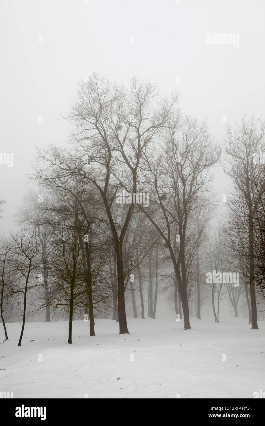 snow covers the ground and trees in winter in foggy weather, trees in ...