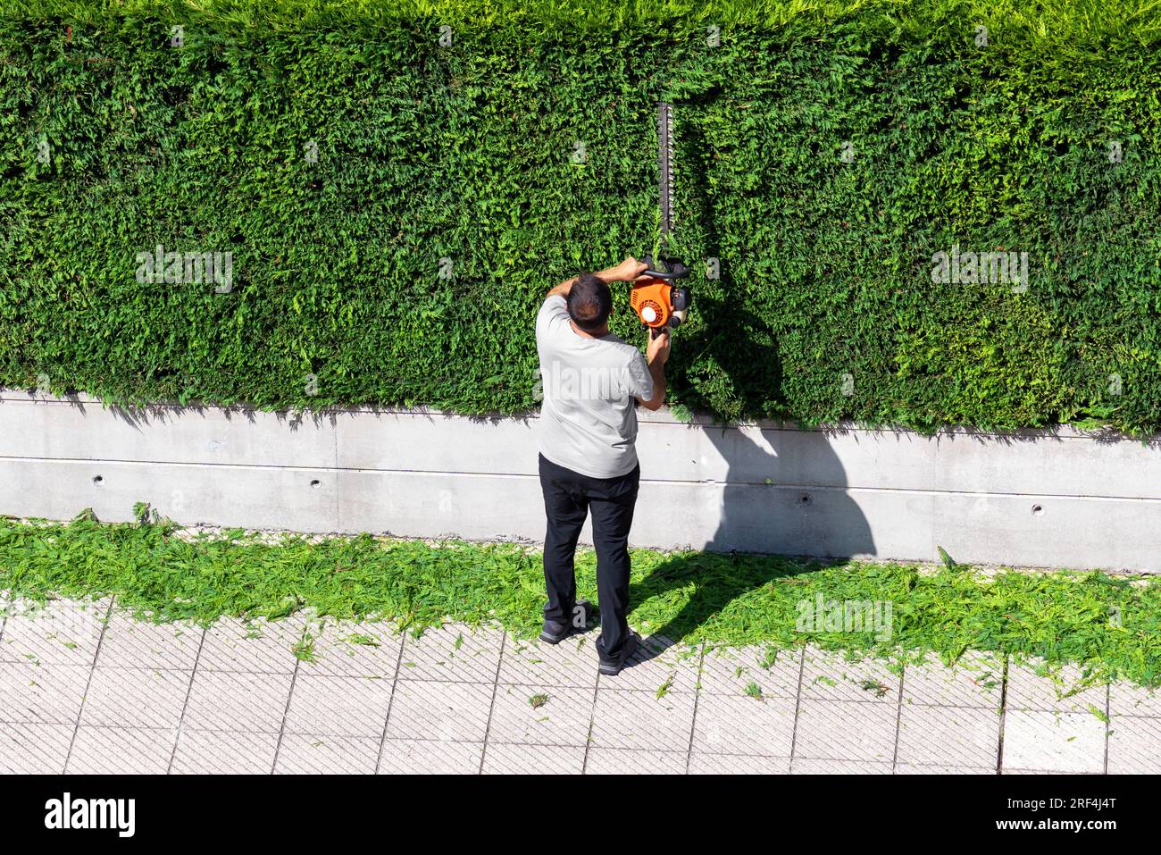 Landscaper is trimming green hedge. Professional gardener in a uniform ...