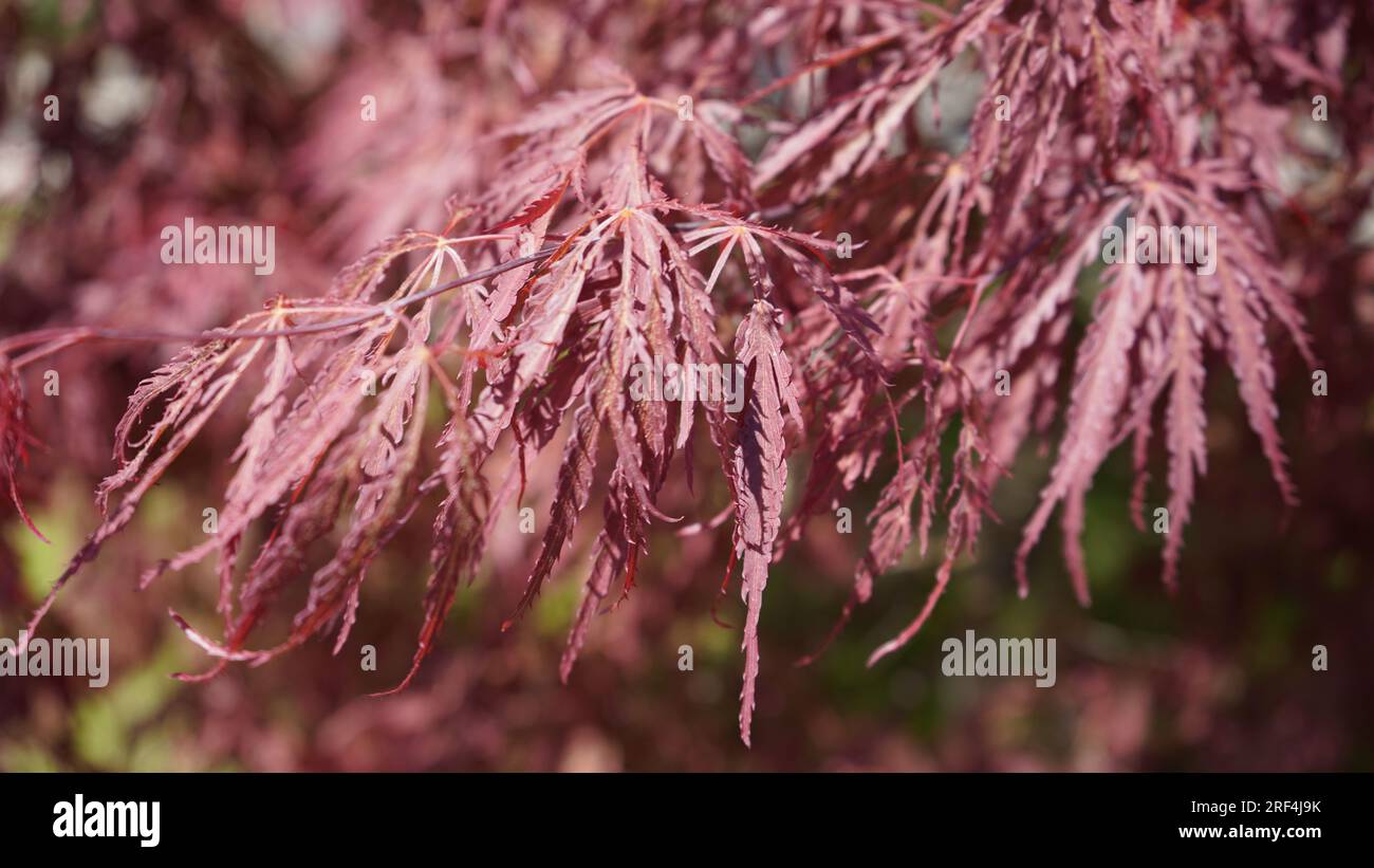 red velvet leaves Stock Photo - Alamy