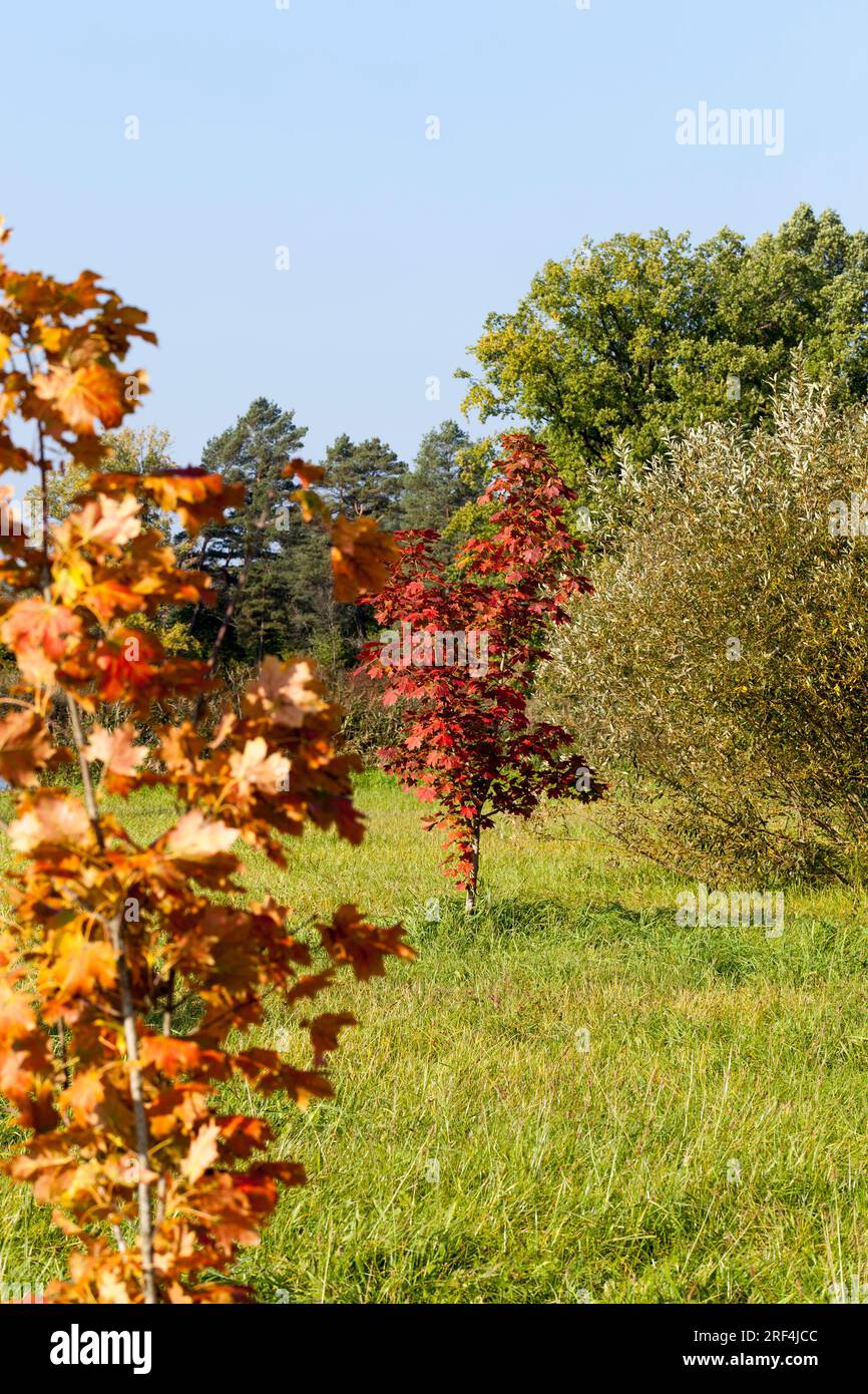 changing the color of maple in the autumn season, the foliage of the ...