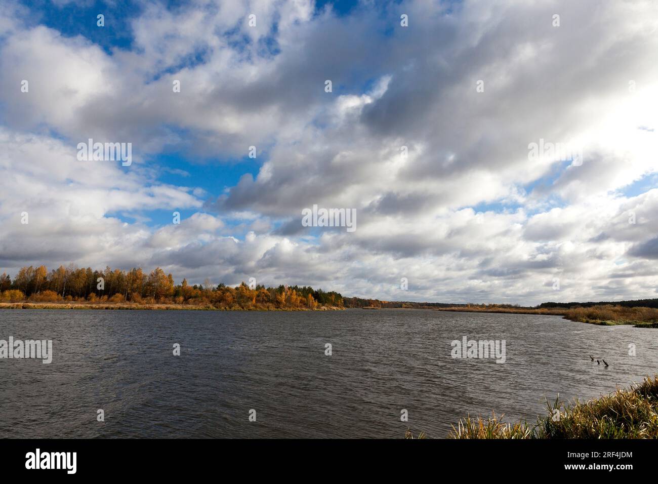 neman river bank with autumn deciduous trees, autumn beautiful ...